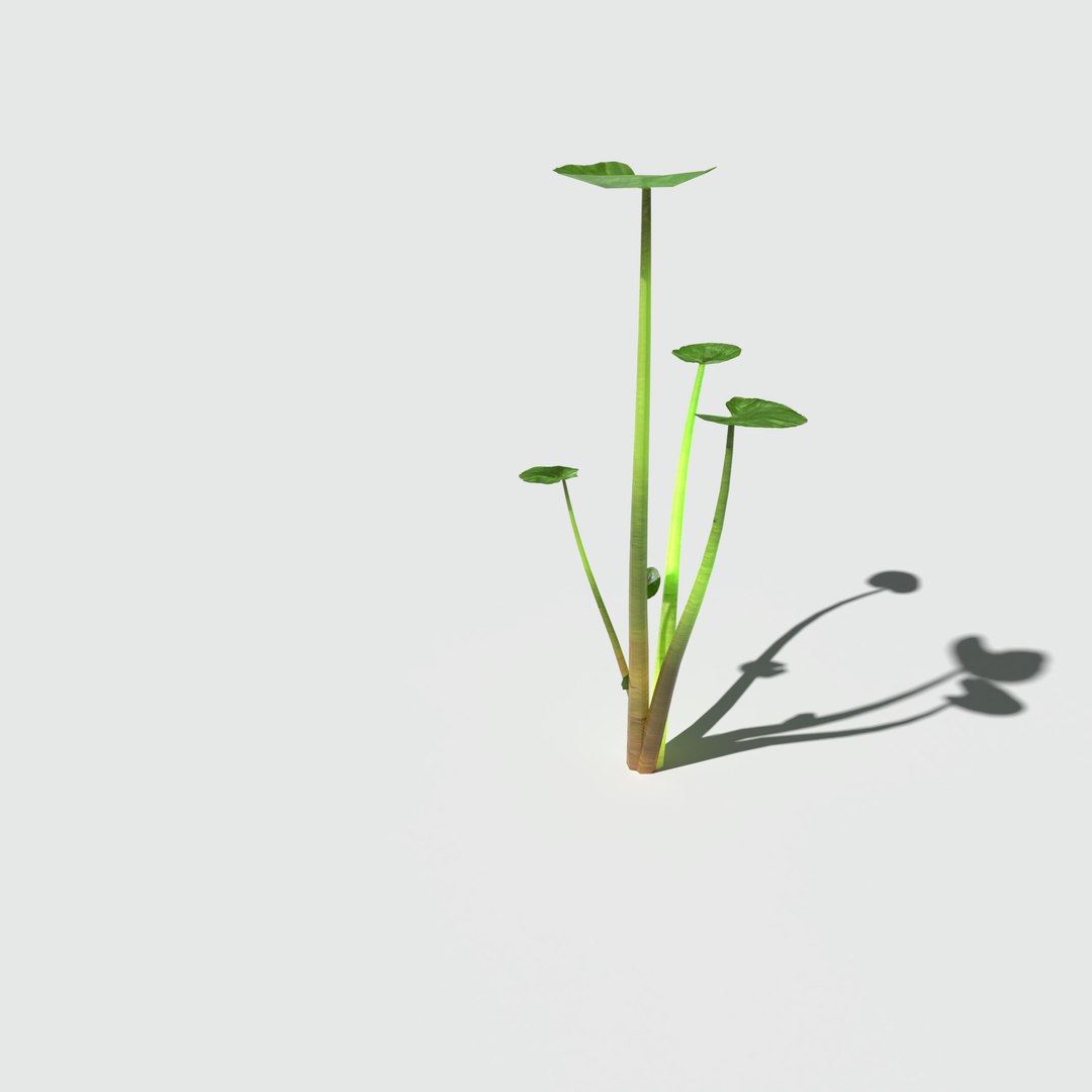 Fig Buttercup 3D Model - TurboSquid 1411102