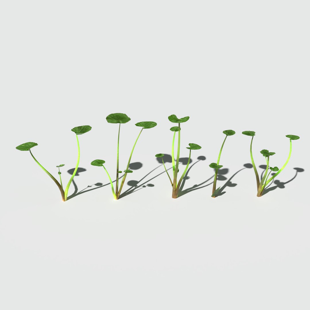 Fig Buttercup 3D Model - TurboSquid 1411102