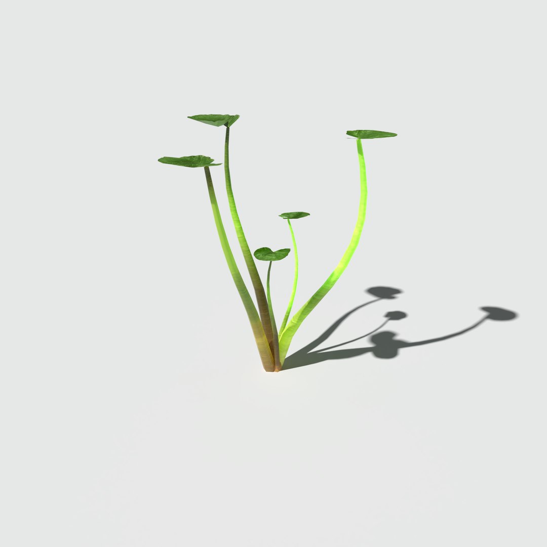 Fig Buttercup 3D Model - TurboSquid 1411102