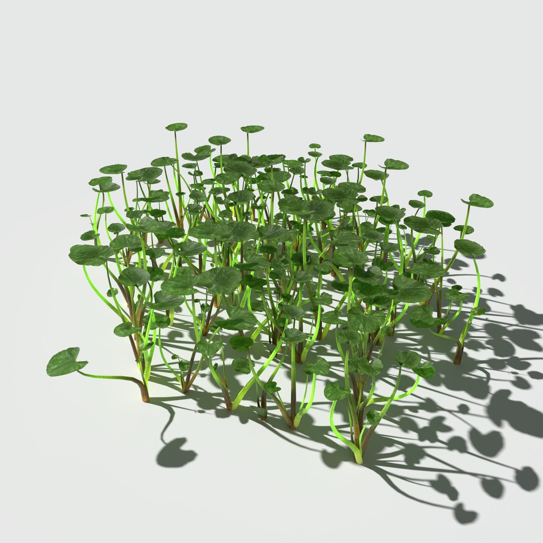 Fig Buttercup 3D Model - TurboSquid 1411102
