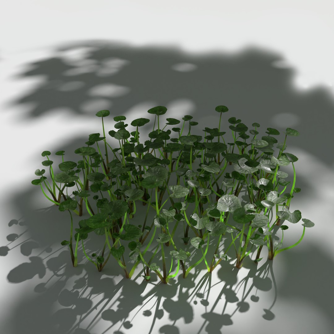 Fig Buttercup 3D Model - TurboSquid 1411102