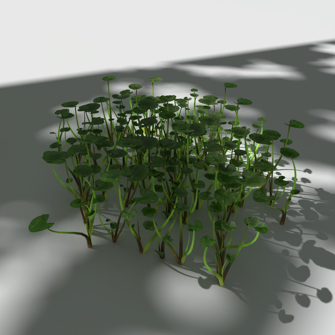 Fig Buttercup 3D Model - TurboSquid 1411102