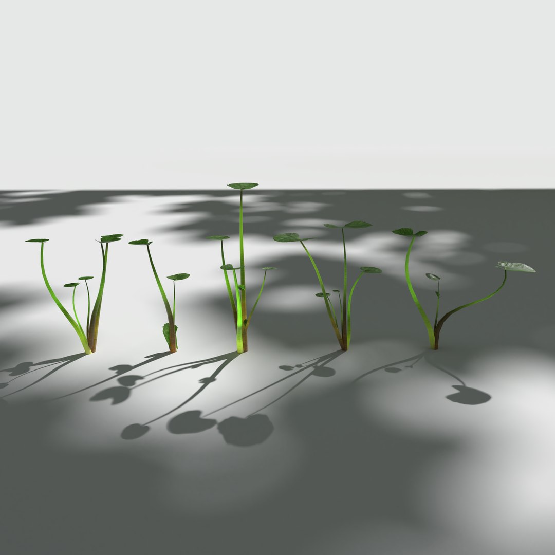 Fig Buttercup 3D Model - TurboSquid 1411102