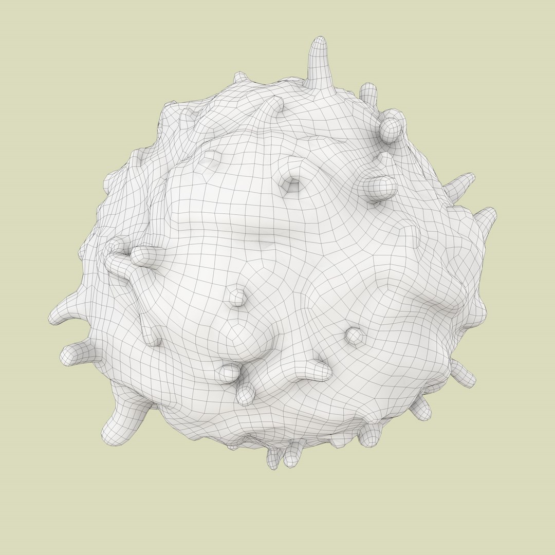 3D Lymphocytes Neutrophil Basophil - TurboSquid 1168937