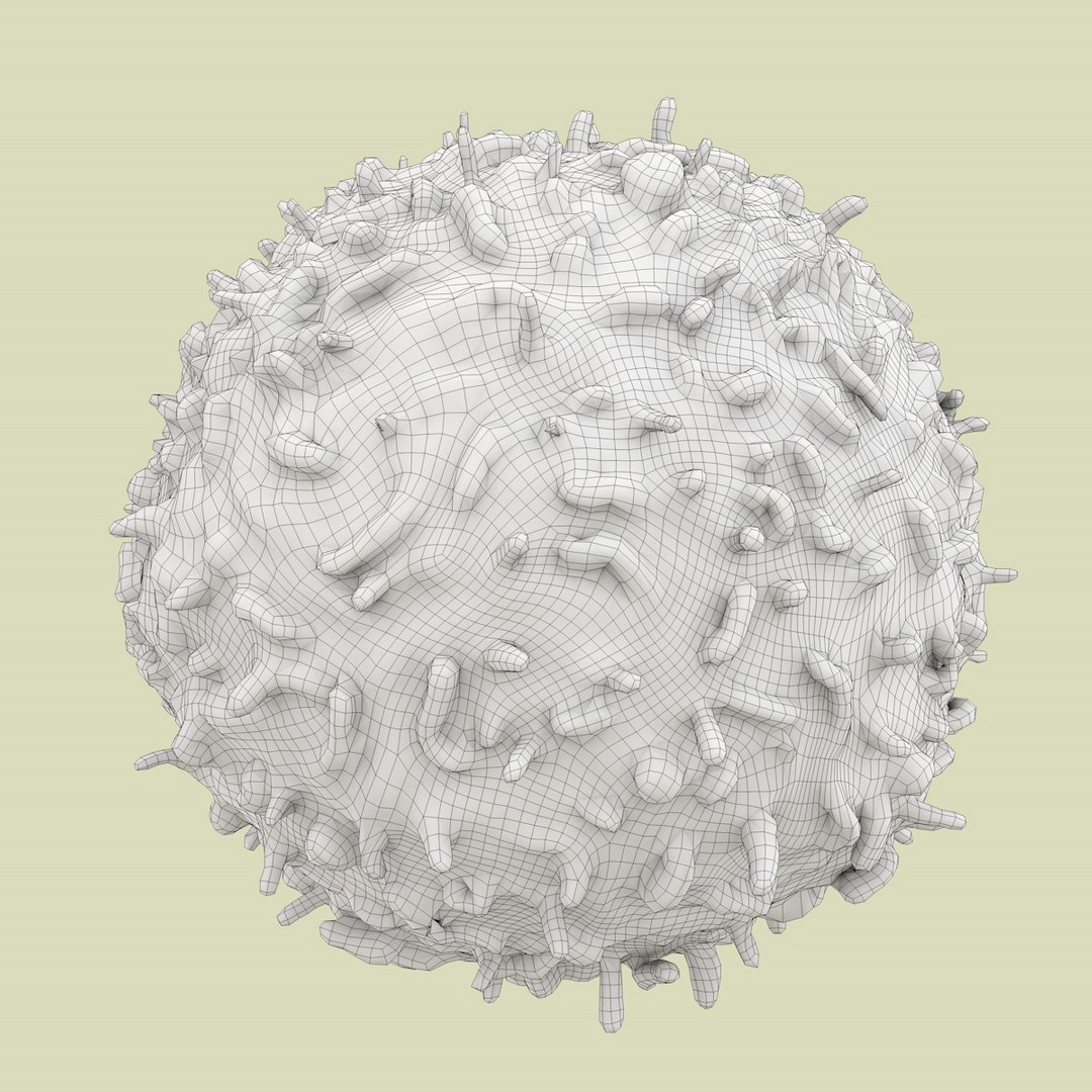 3D Lymphocytes Neutrophil Basophil - TurboSquid 1168937