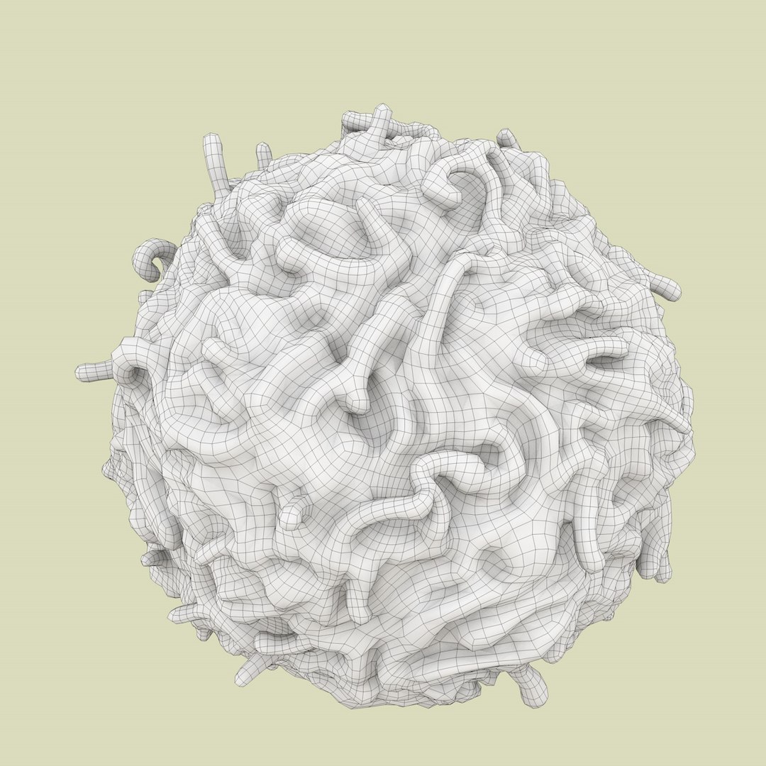 3D Lymphocytes Neutrophil Basophil - TurboSquid 1168937