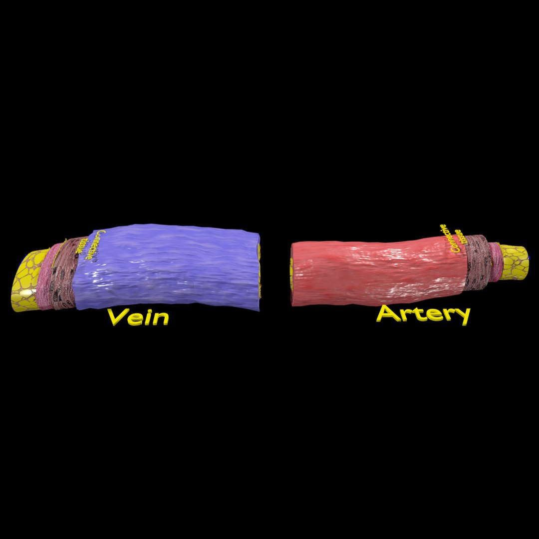 Artery Vein Labels 3D Model - TurboSquid 1479633