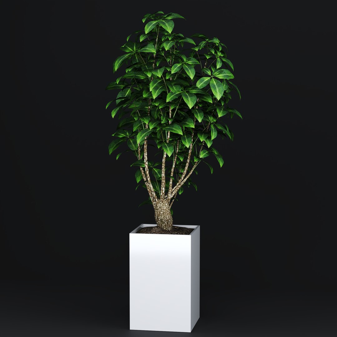 3D Indoor Plant Flower In A Pot 3D Model Model - TurboSquid 2152288