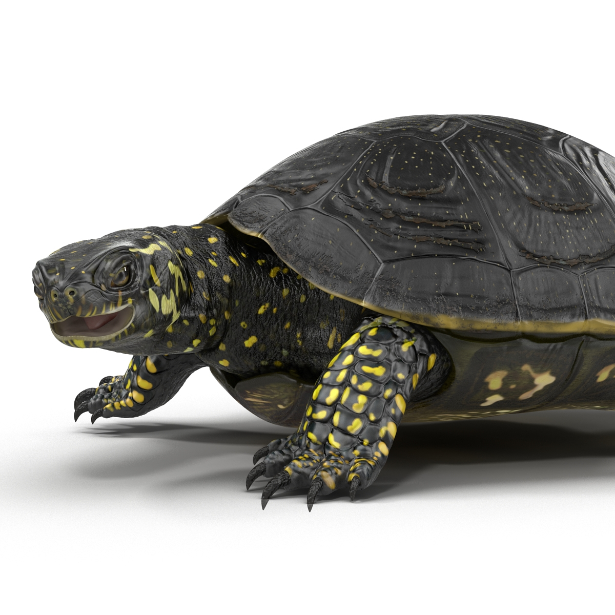 3d model european pond turtle pose