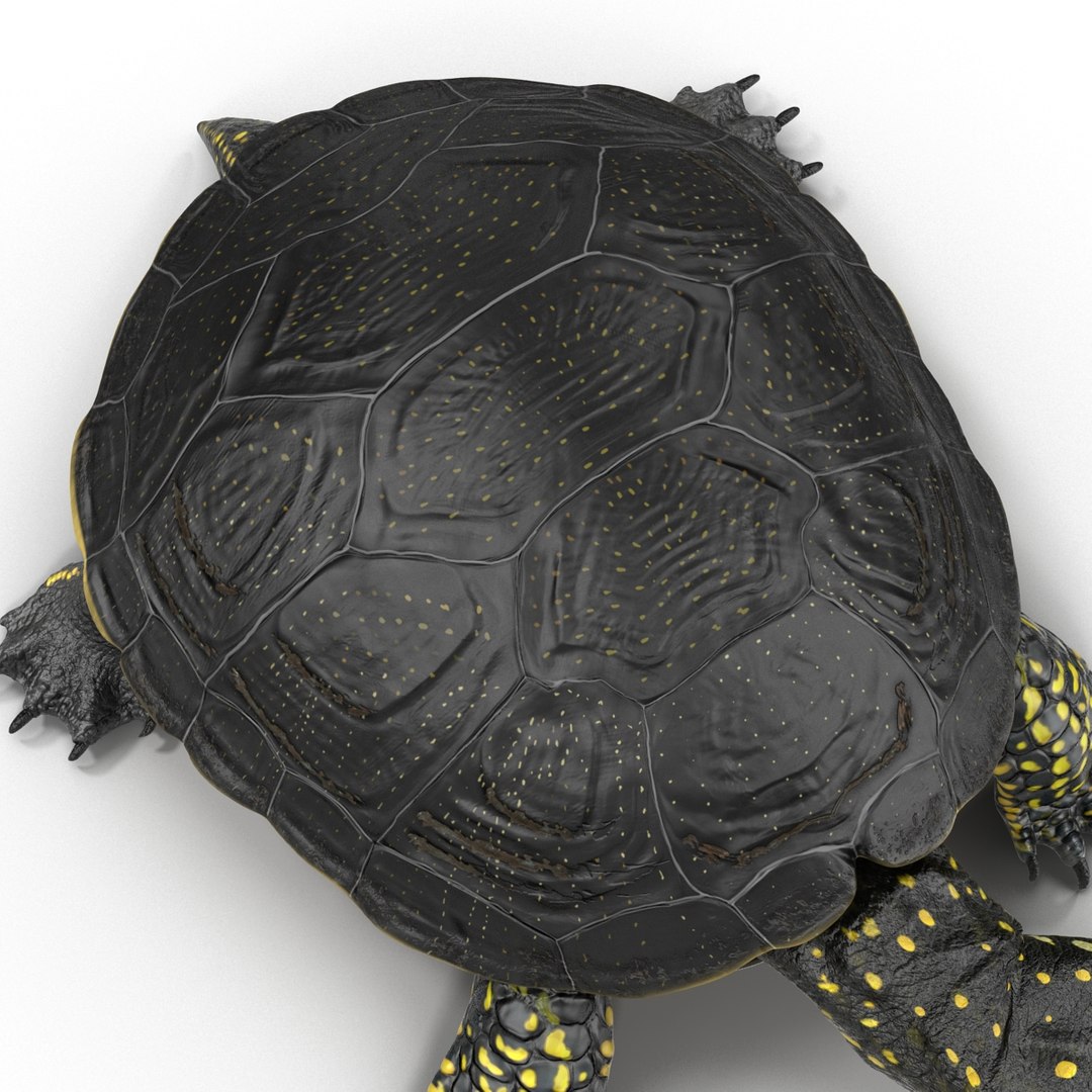 3d Model European Pond Turtle Pose