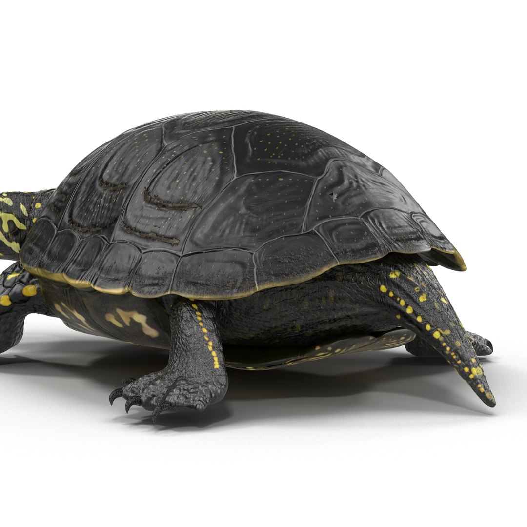 3d Model European Pond Turtle Pose