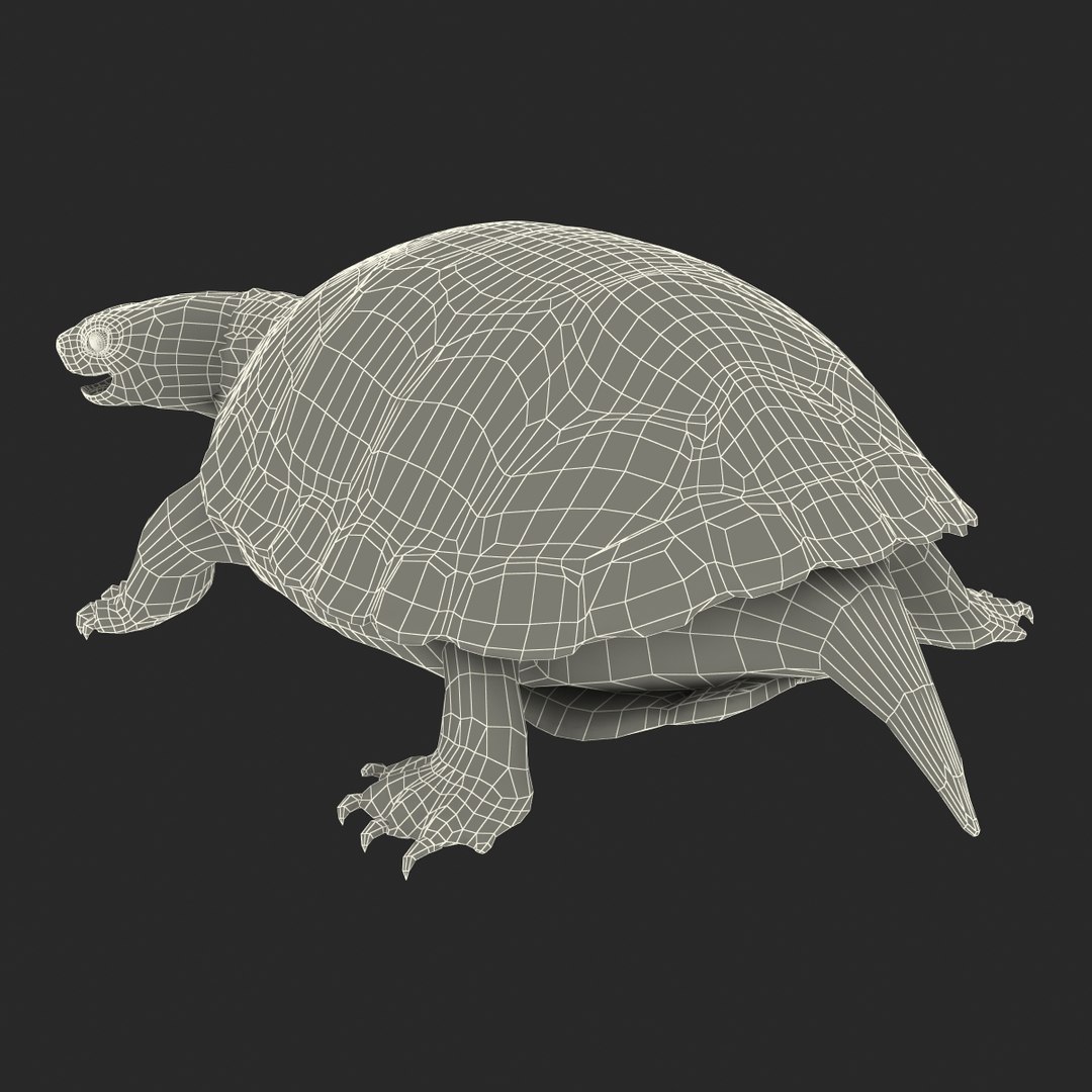 3d Model European Pond Turtle Pose