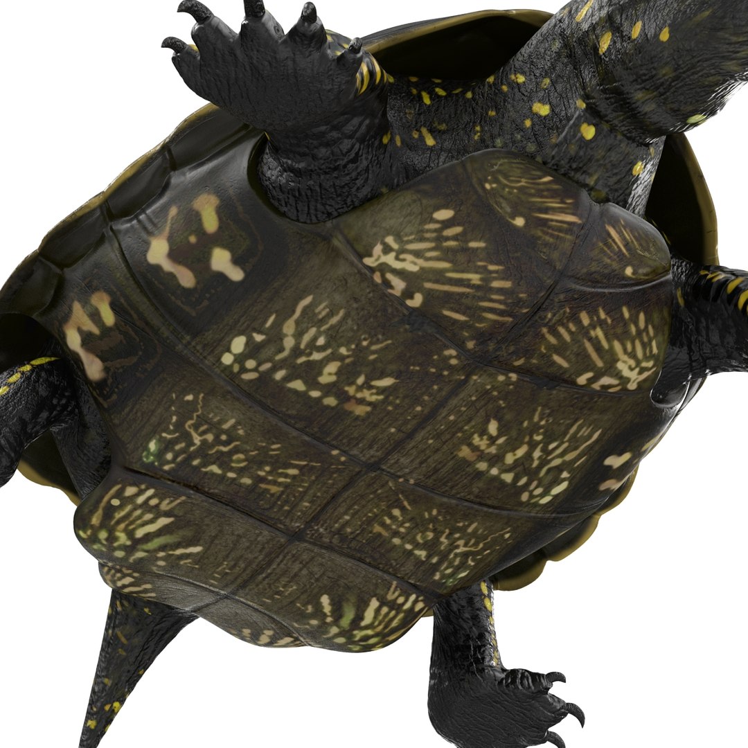 3d Model European Pond Turtle Pose