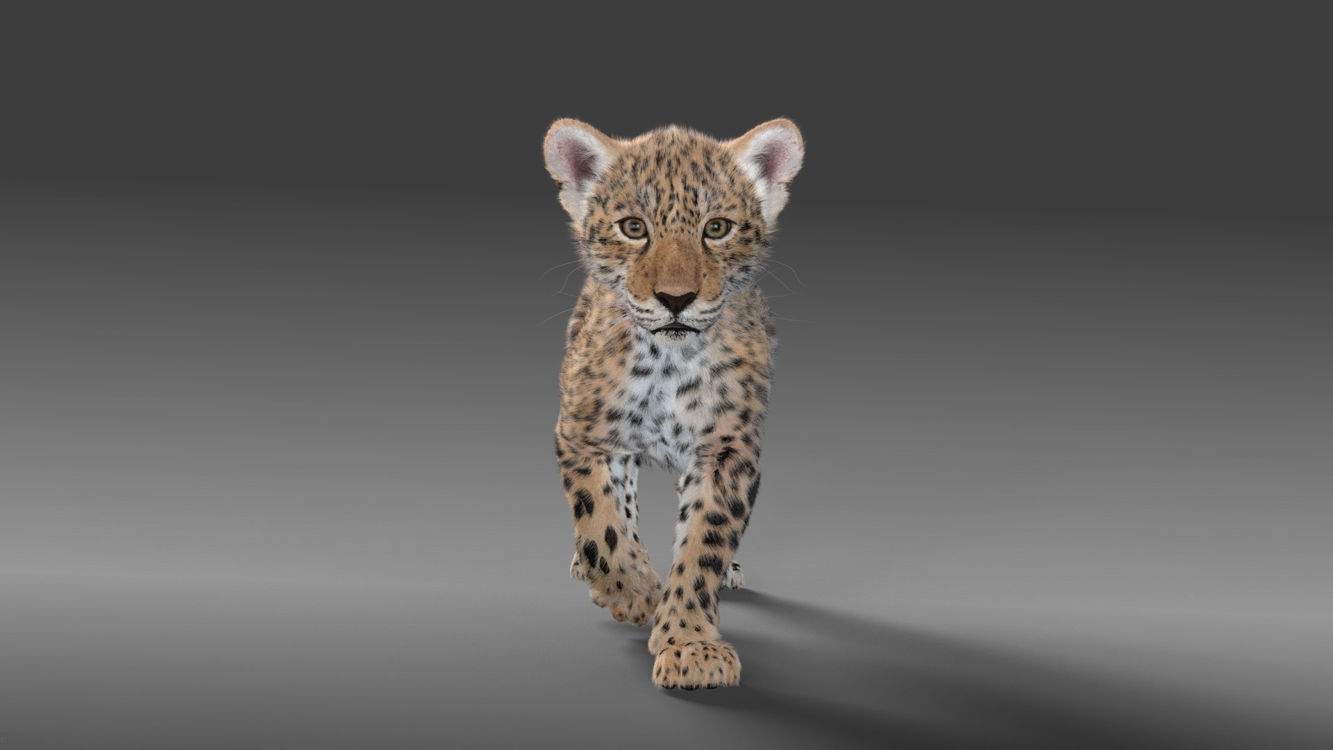 3D baby rigging animation panthera model - TurboSquid 1589203