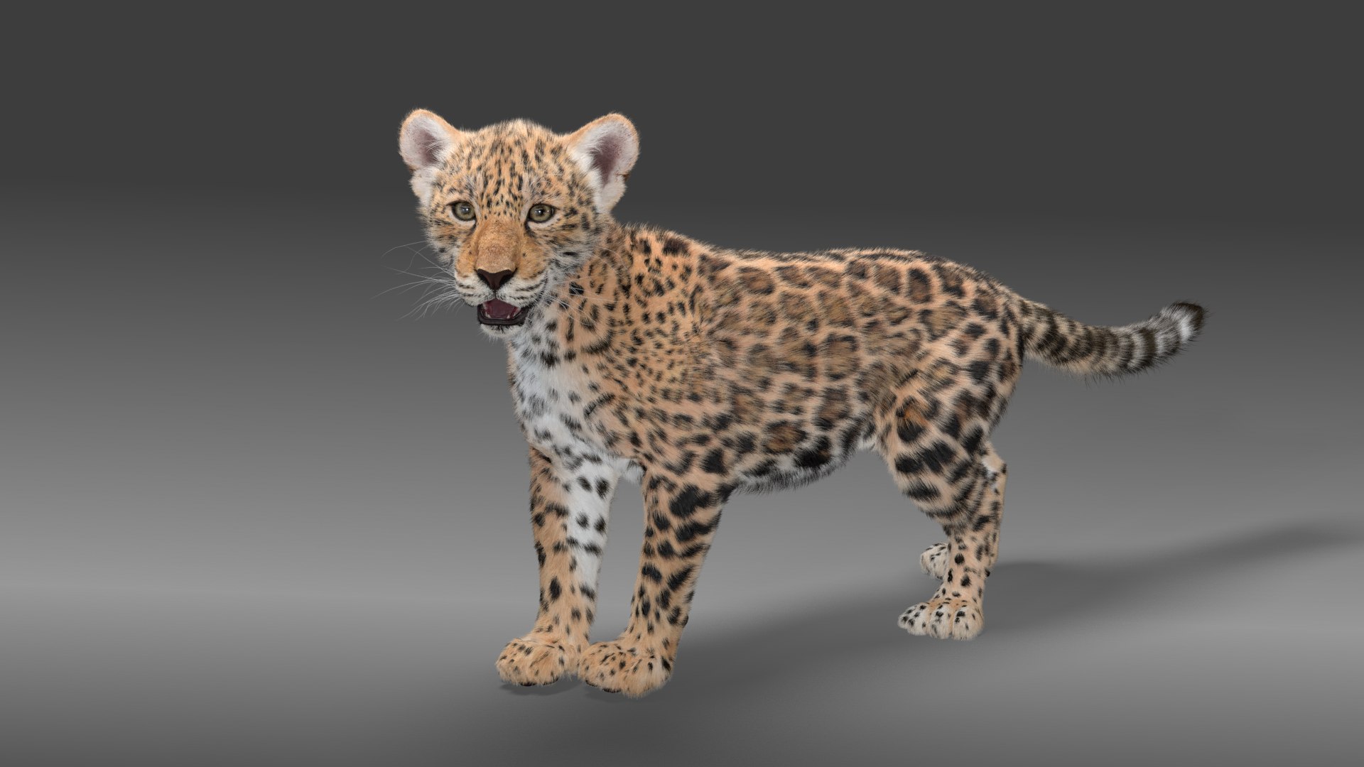 3D Baby Rigging Animation Panthera Model - TurboSquid 1589203