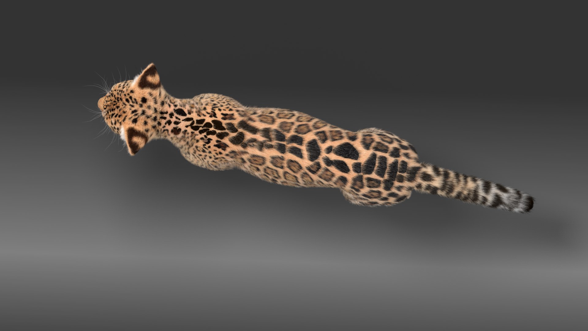 3D baby rigging animation panthera model - TurboSquid 1589203