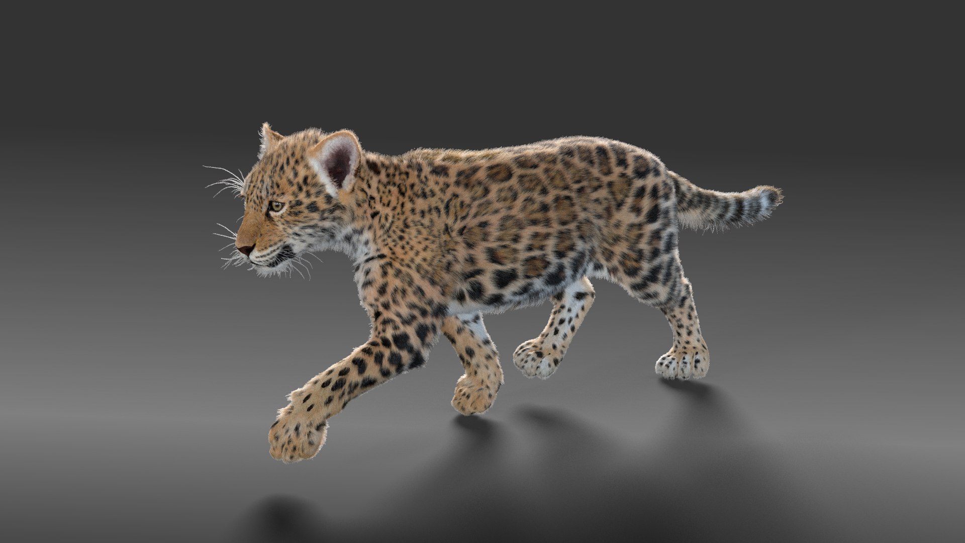 3D baby rigging animation panthera model - TurboSquid 1589203