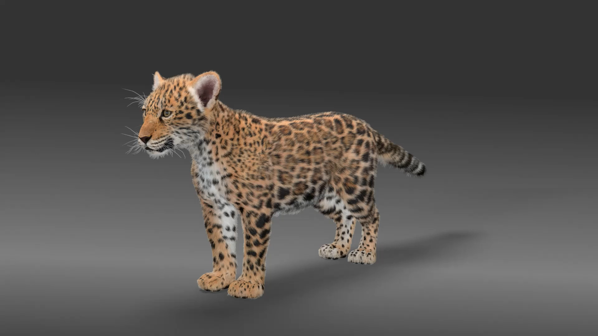 3D Baby Rigging Animation Panthera Model - TurboSquid 1589203