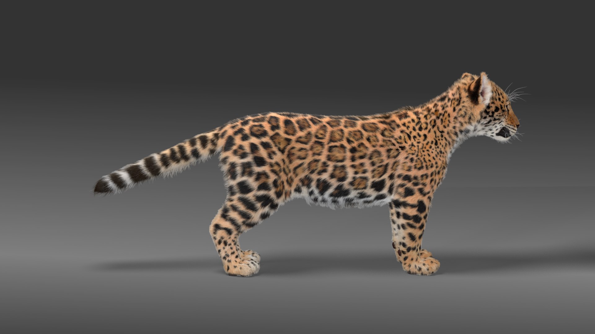 3D baby rigging animation panthera model - TurboSquid 1589203