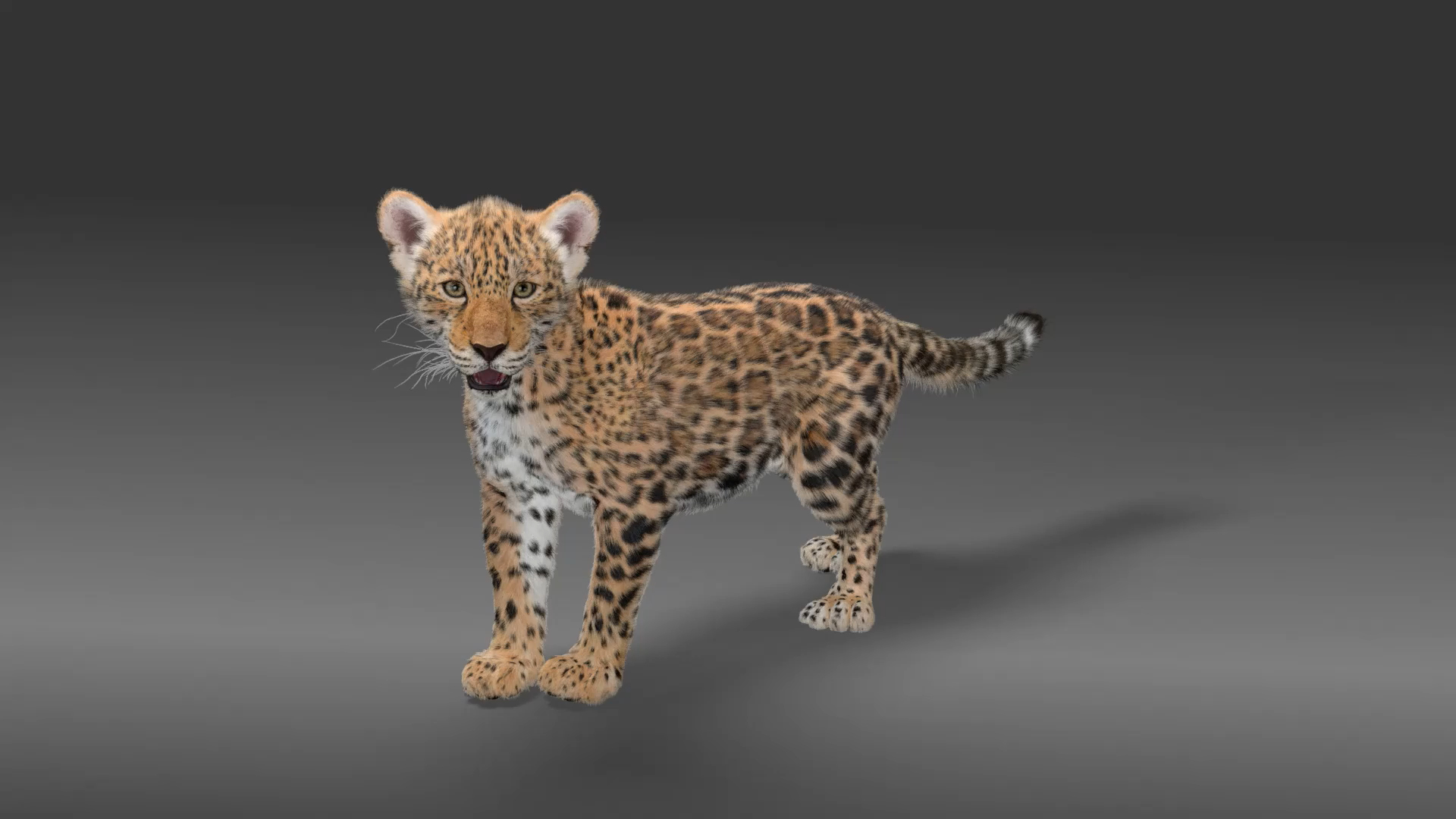 3D Baby Rigging Animation Panthera Model - TurboSquid 1589203
