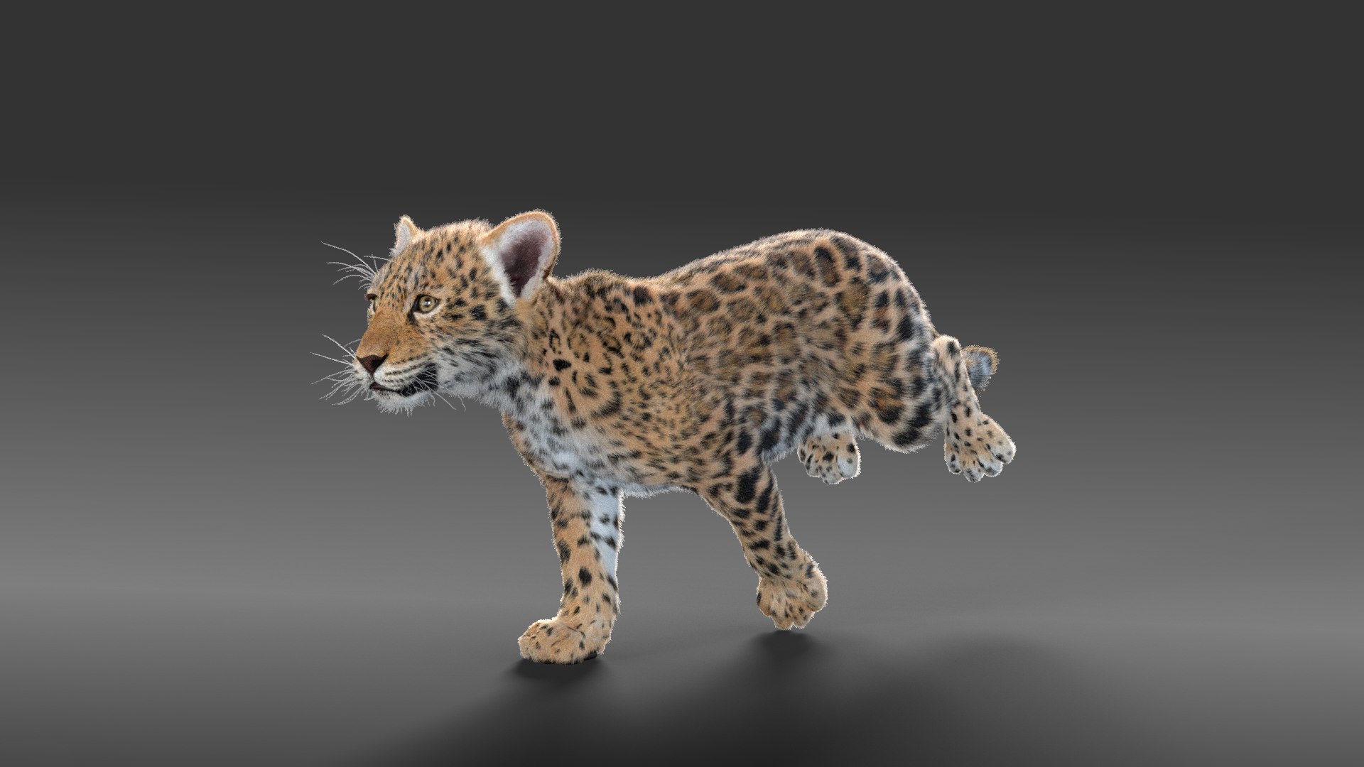 3D baby rigging animation panthera model - TurboSquid 1589203