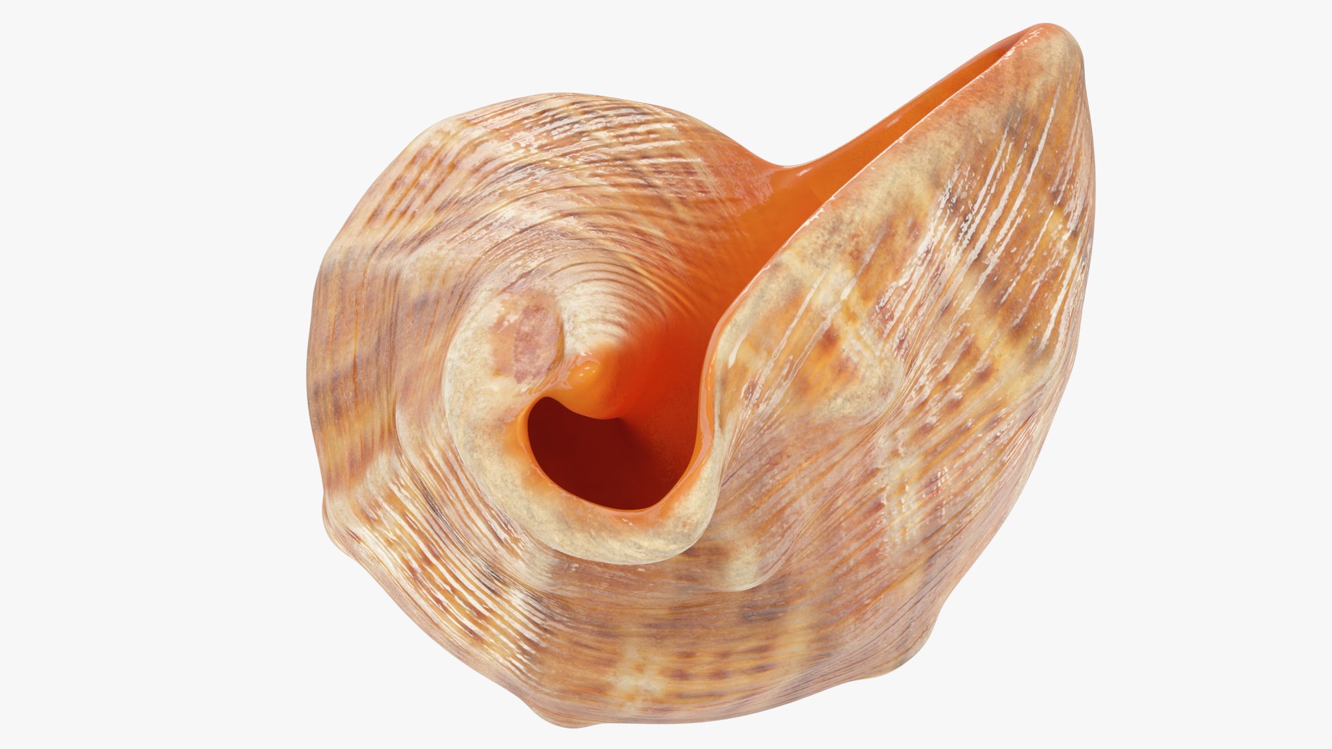 3D seashell real - TurboSquid 1628087