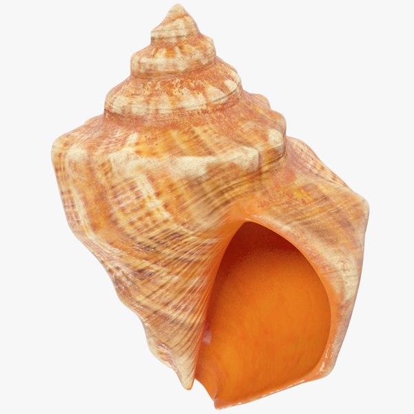 Seashell 3D Models for Download | TurboSquid