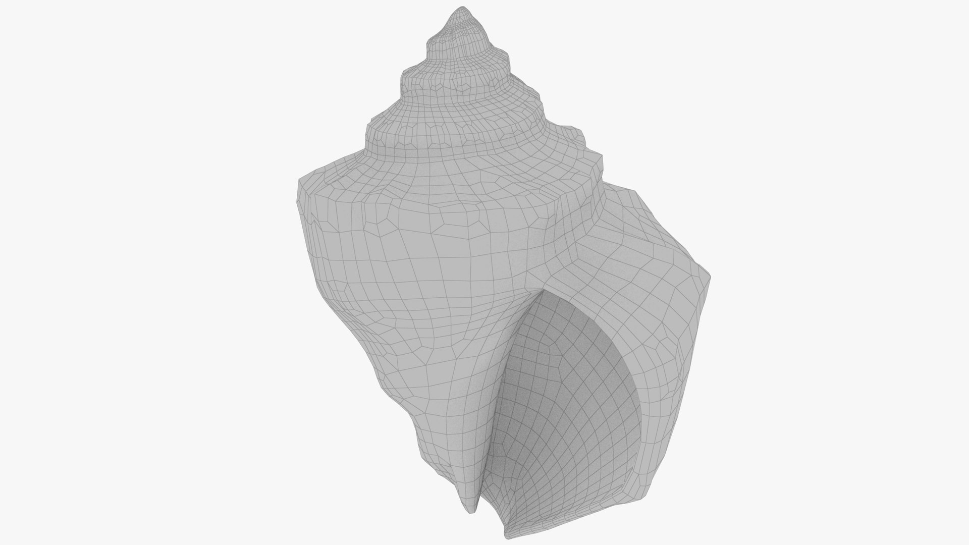 3D Seashell Real - TurboSquid 1628087