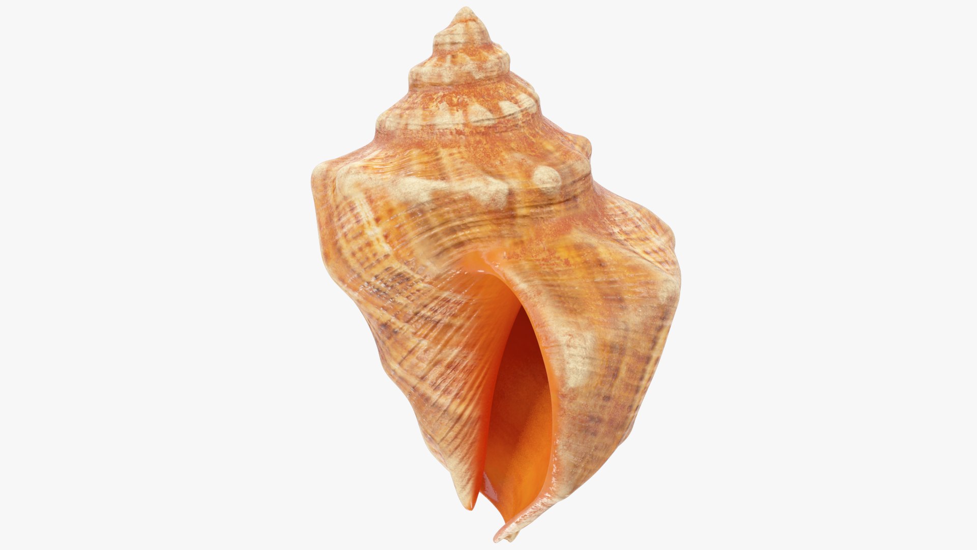 3D Seashell Real - TurboSquid 1628087