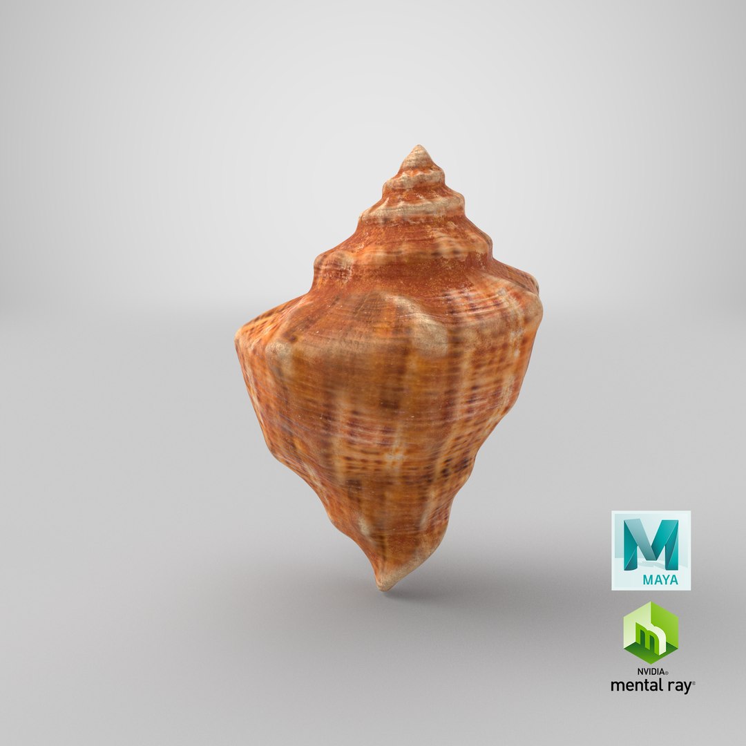 3D seashell real - TurboSquid 1628087