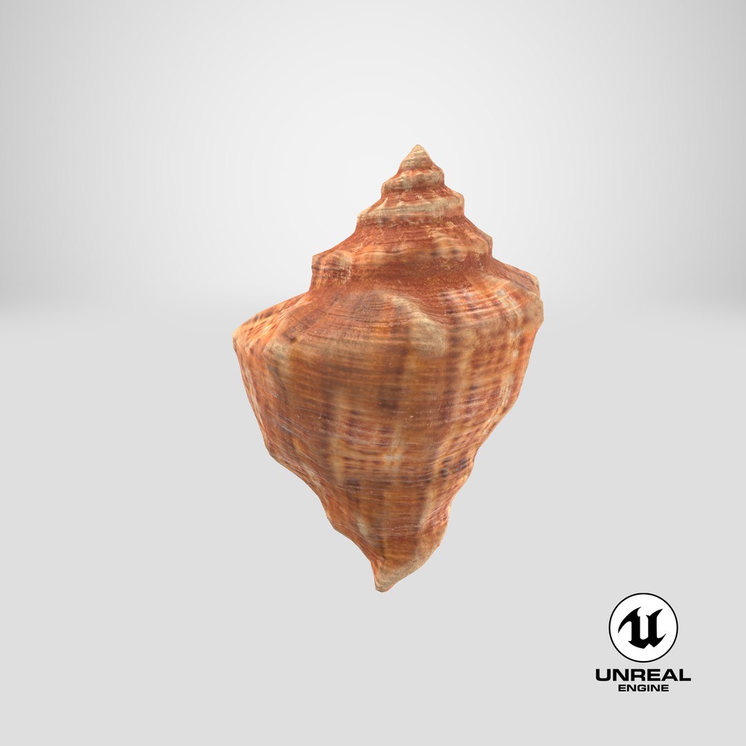 3D seashell real - TurboSquid 1628087
