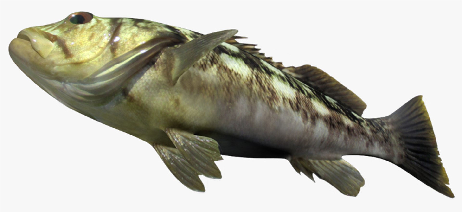Kelp Bass 3d Model