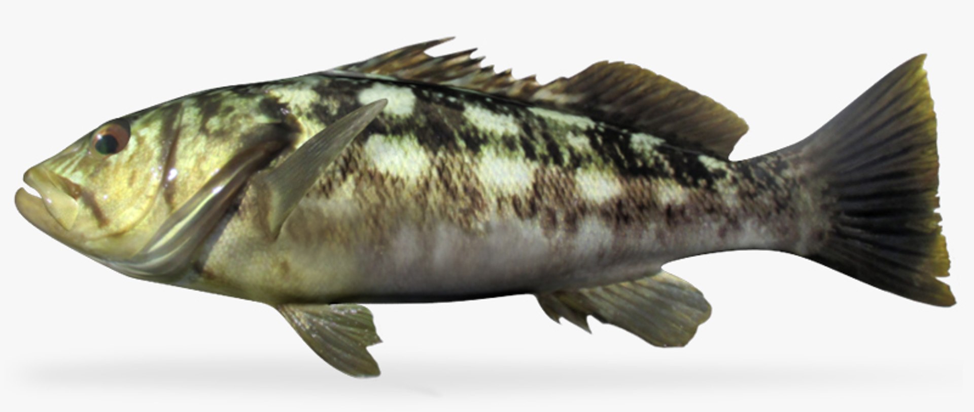 Kelp Bass 3d Model