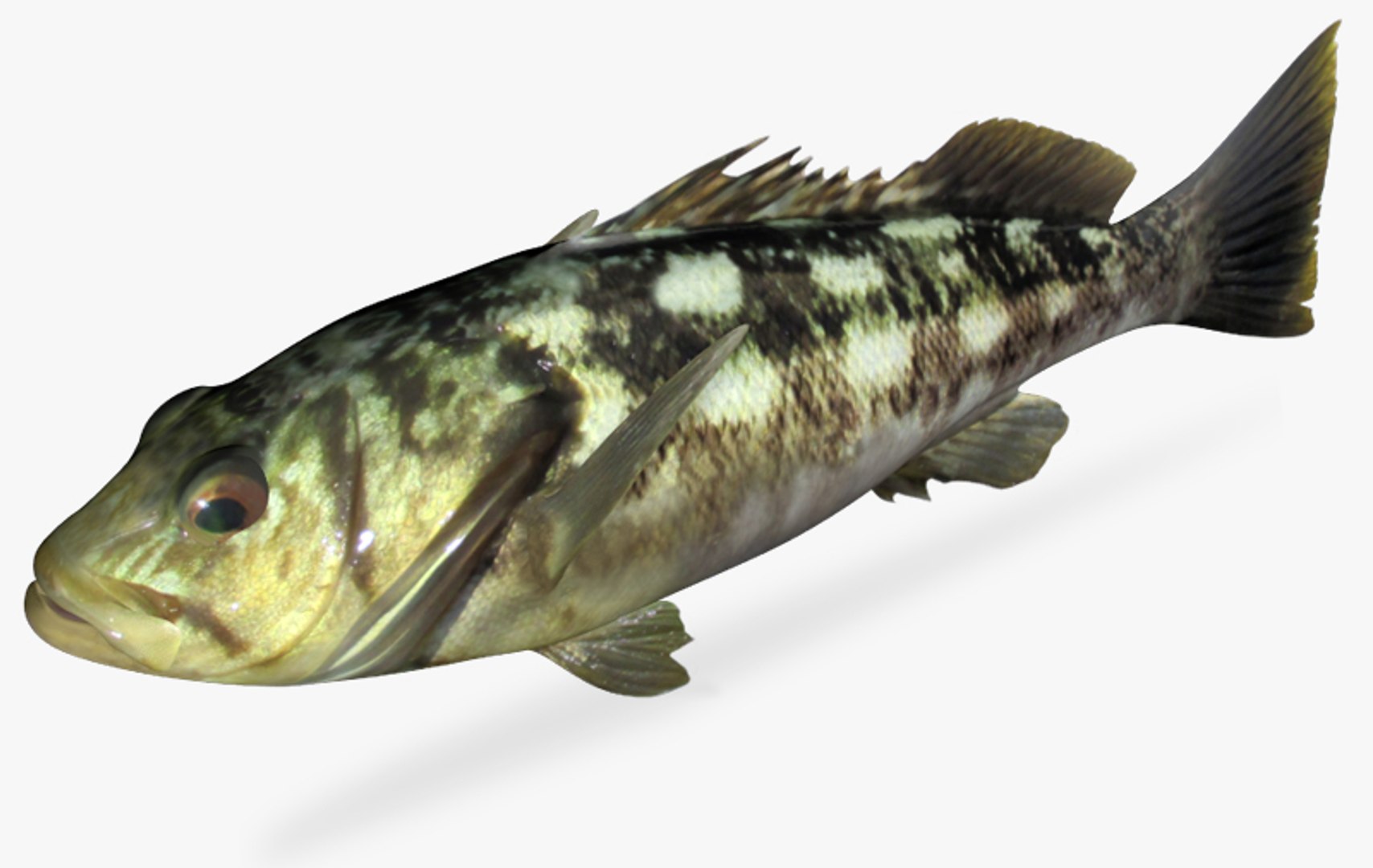 Kelp Bass 3d Model