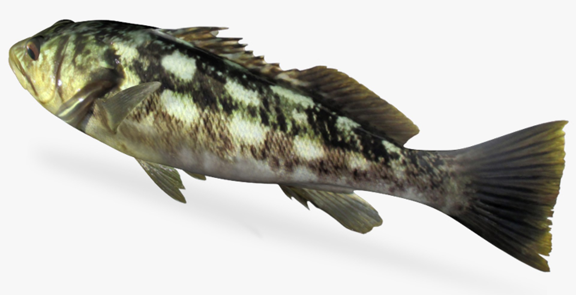 Kelp Bass 3d Model