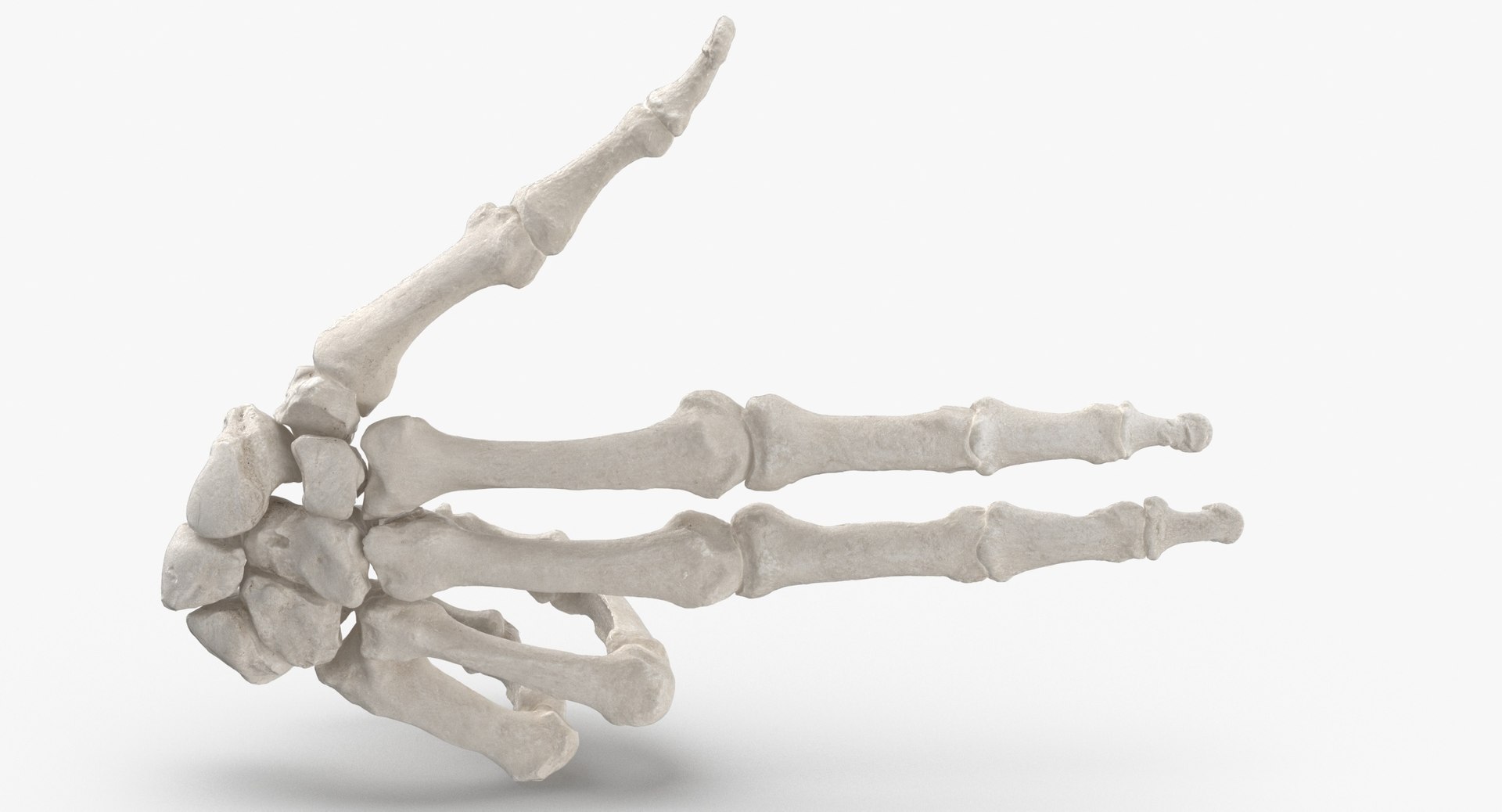 3D Human Hand Bones Signs White and Yellow Collection 05 - 4 models ...