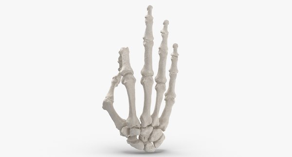 Human Hand Bones Signs White and Yellow Collection 05 - 4 models3D模型 ...