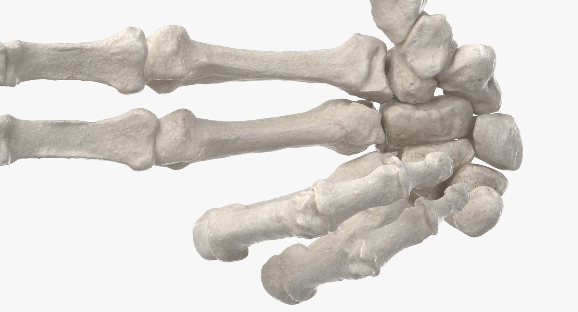 3D Human Hand Bones Signs White and Yellow Collection 05 - 4 models ...