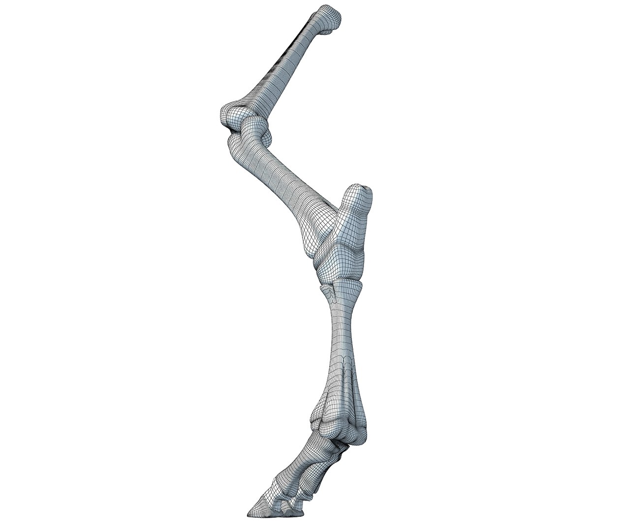 3D animal leg - TurboSquid 1177765