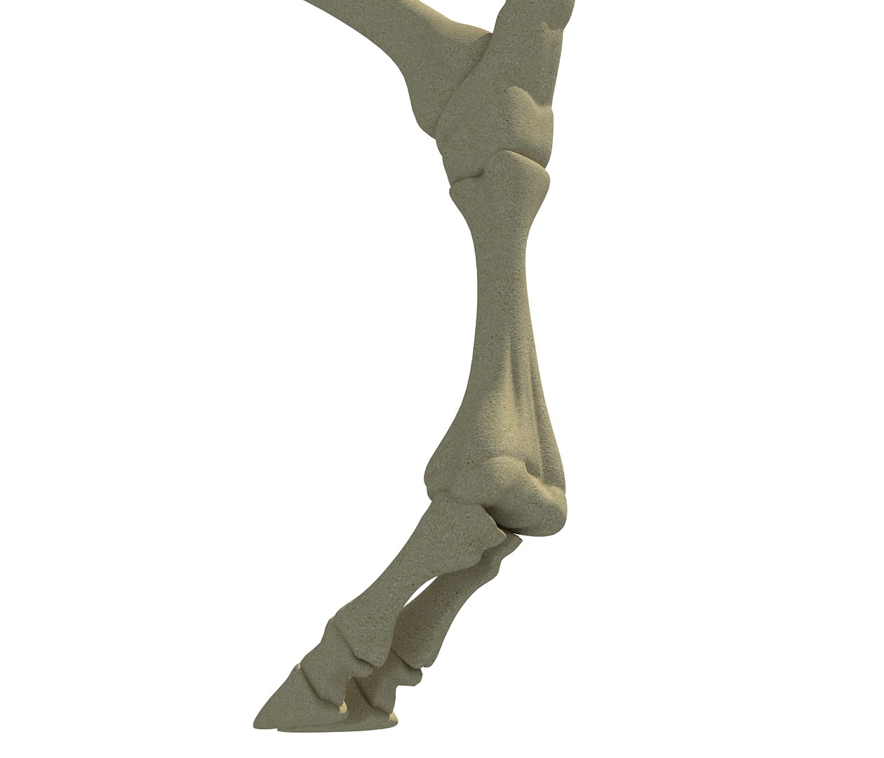 3D animal leg - TurboSquid 1177765