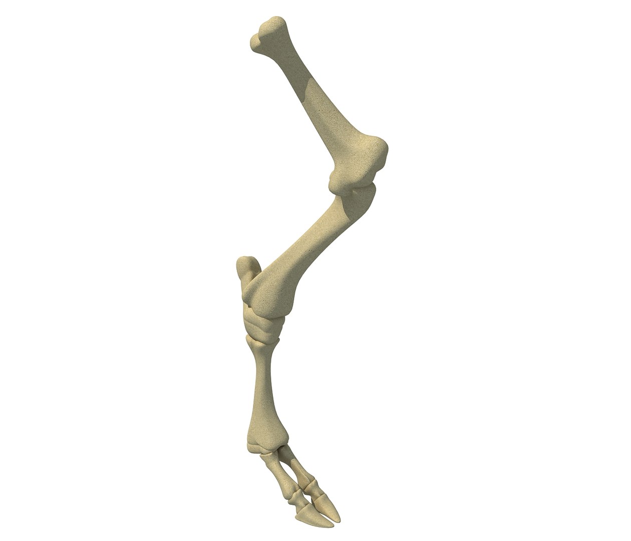 3D animal leg - TurboSquid 1177765