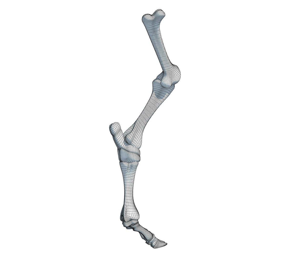 3D animal leg - TurboSquid 1177765