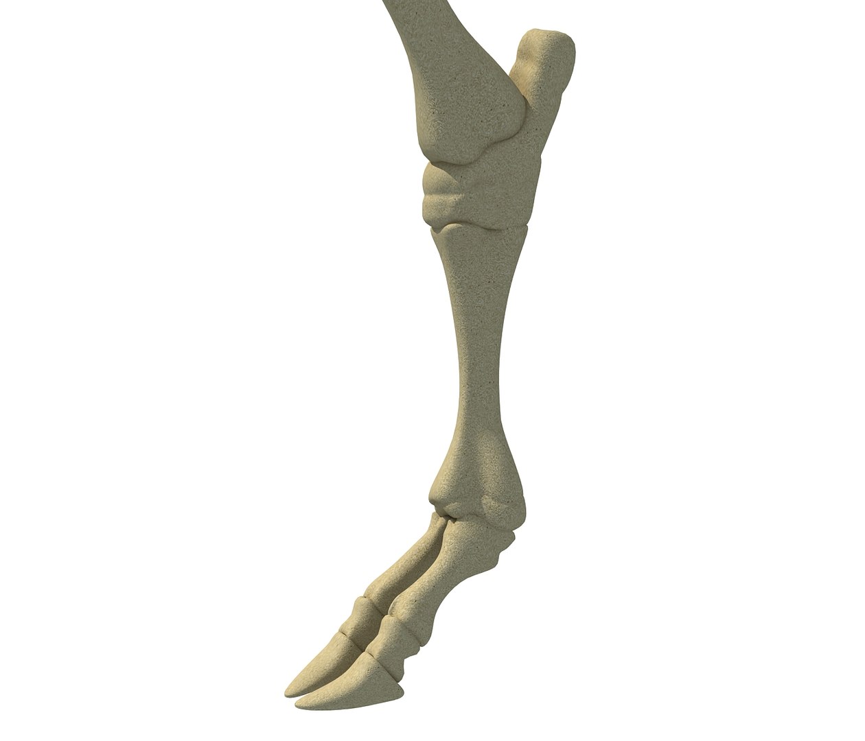 3D animal leg - TurboSquid 1177765