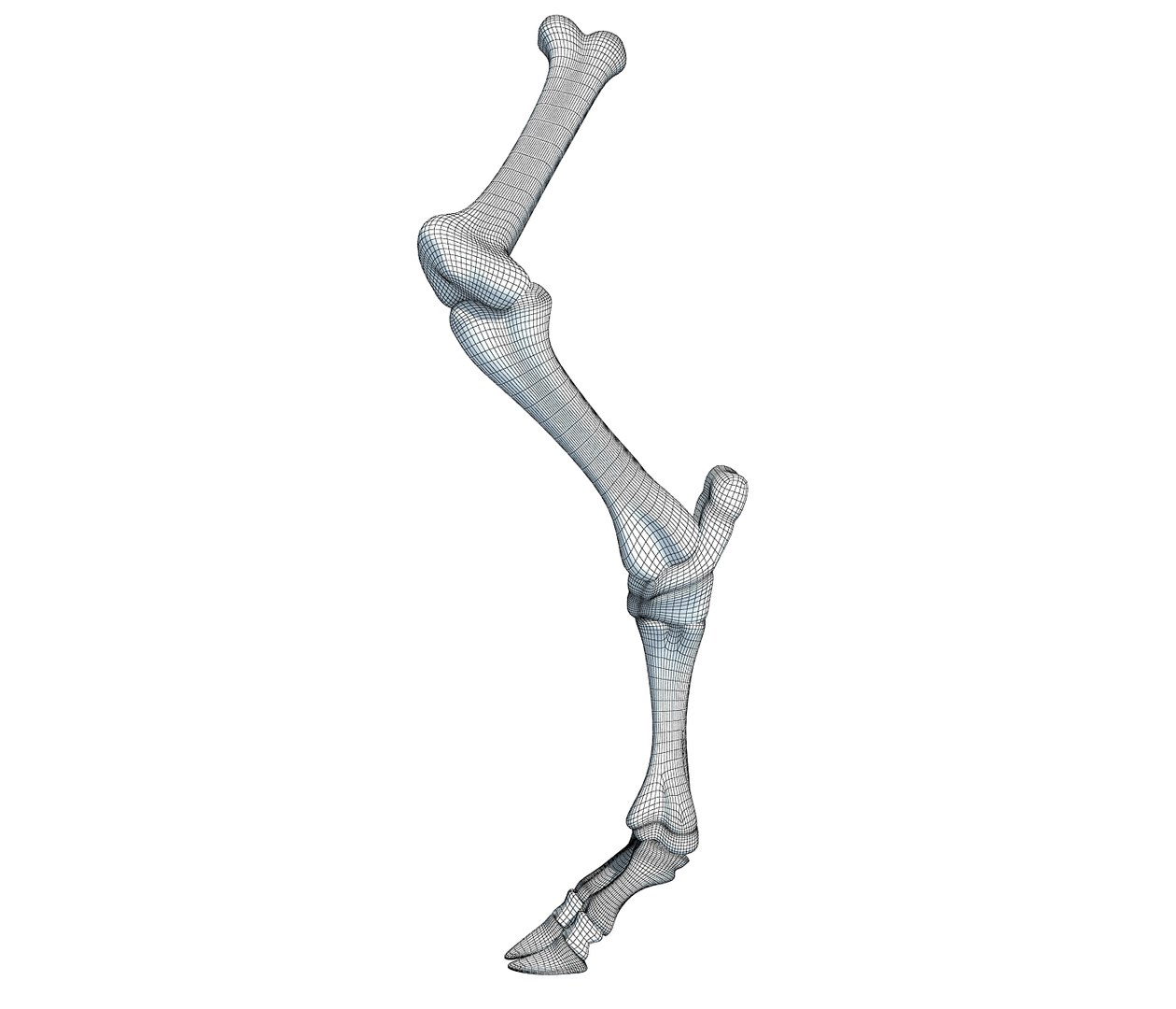 3D animal leg - TurboSquid 1177765