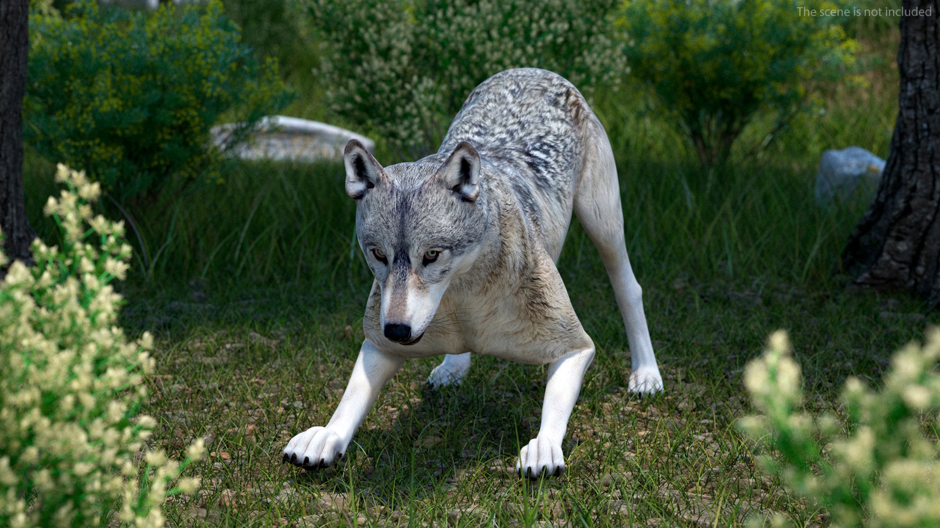 3D Model Wolf Rigged For Cinema 4D - TurboSquid 2249633
