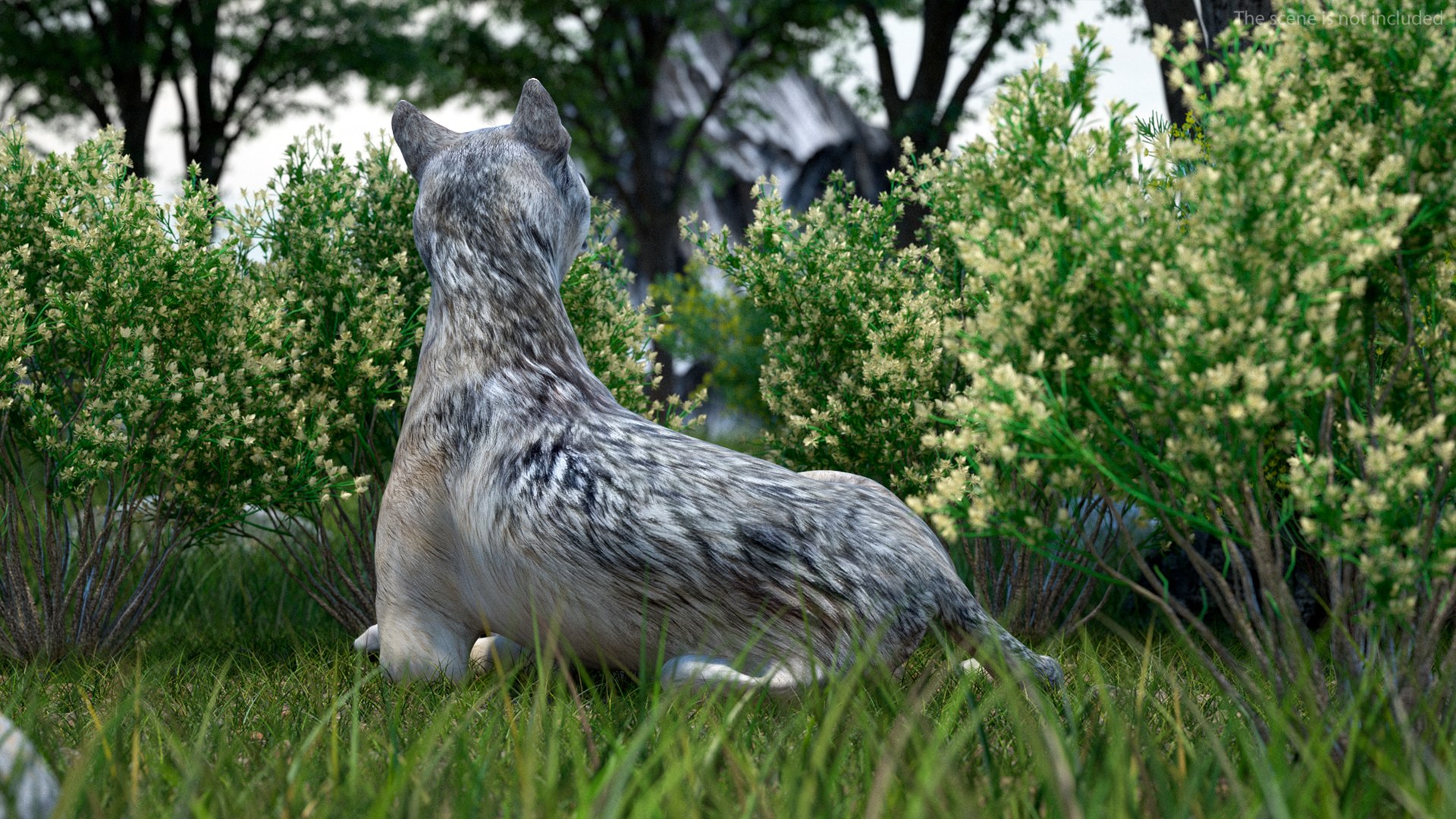 3D Model Wolf Rigged For Cinema 4D - TurboSquid 2249633