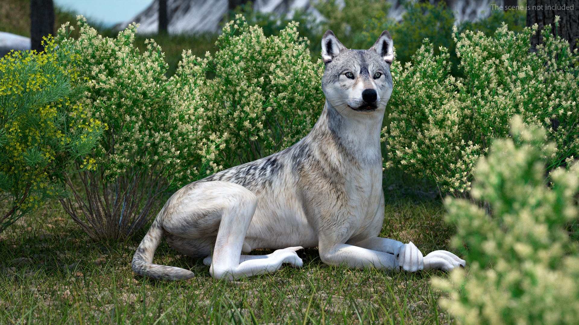 3D Model Wolf Rigged For Cinema 4D - TurboSquid 2249633