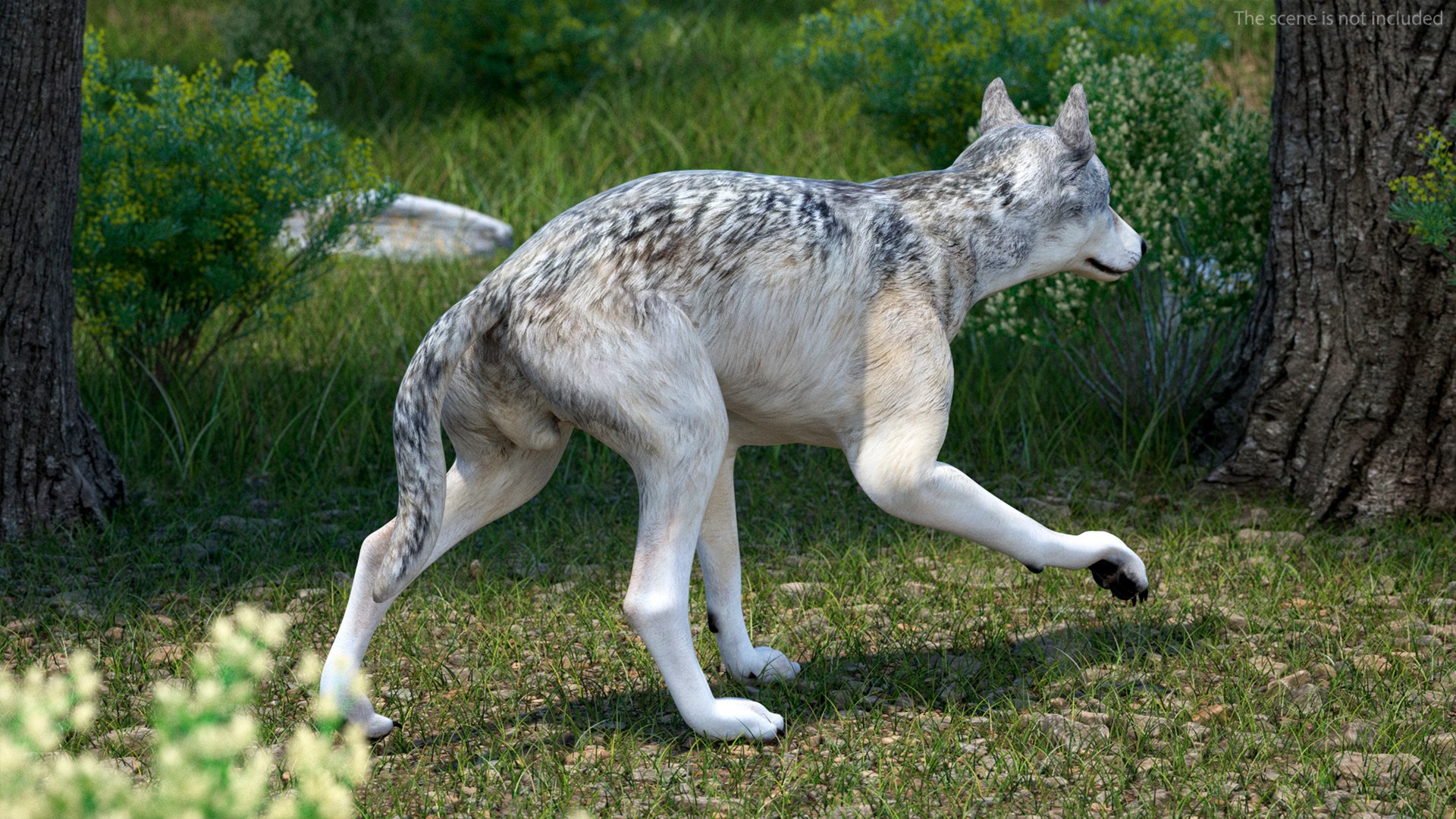 3D Model Wolf Rigged For Cinema 4D - TurboSquid 2249633