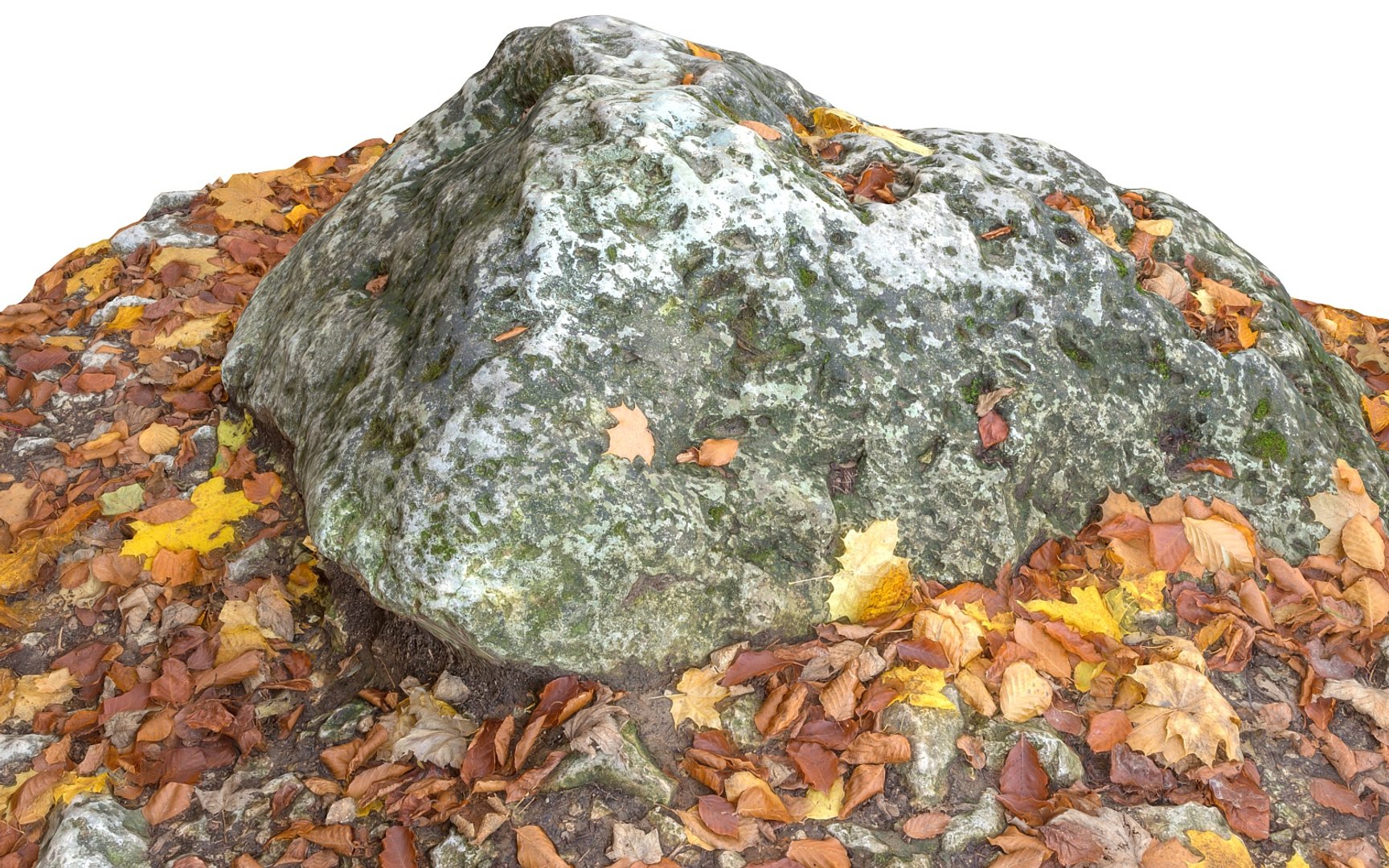 max rock forest autumn 8k