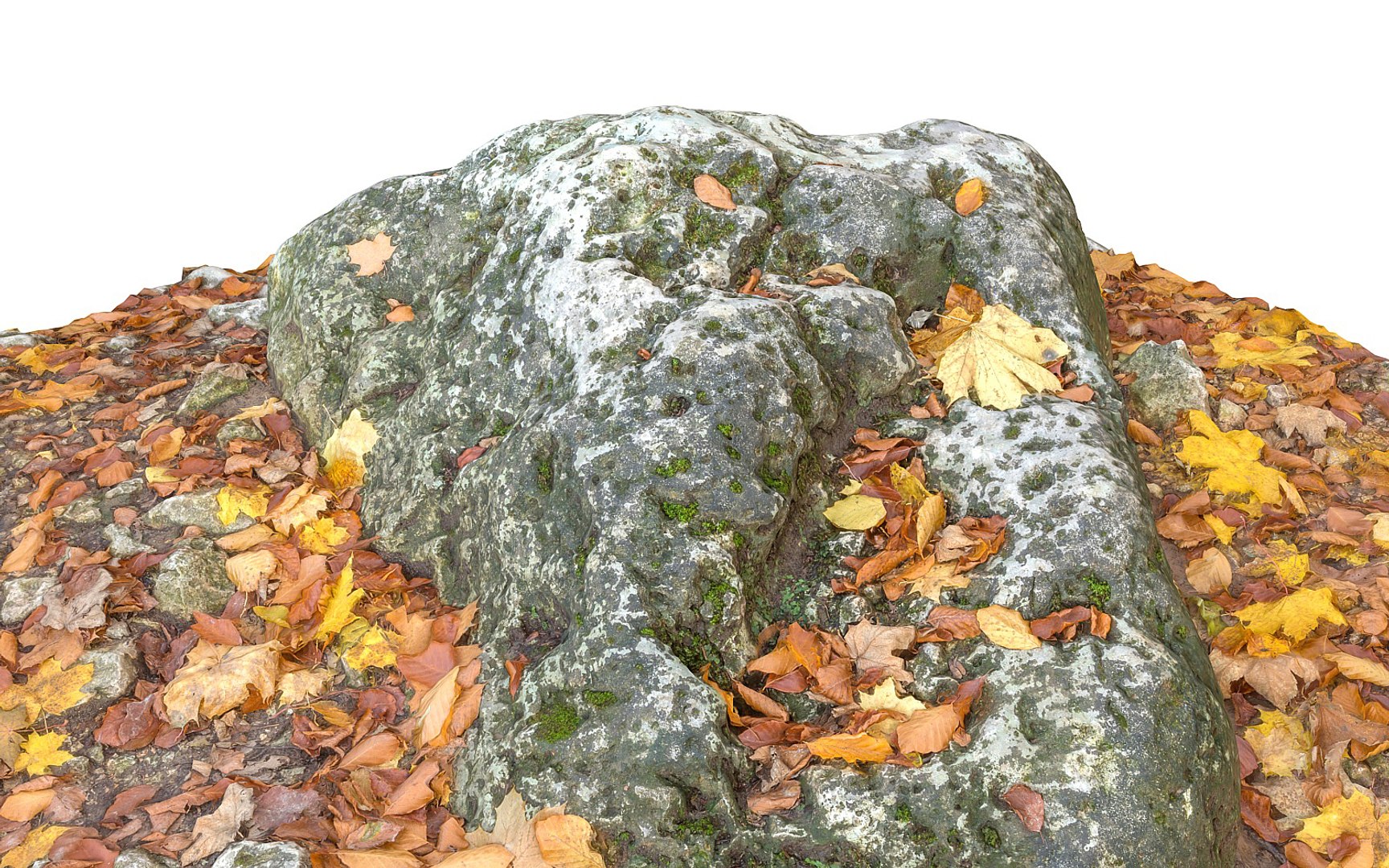 max rock forest autumn 8k